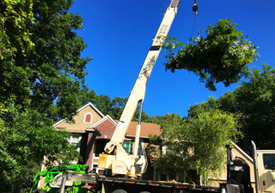 Tree Removal | Stump Removal | Tree Trimming | Recycled Wood | Hastings ...