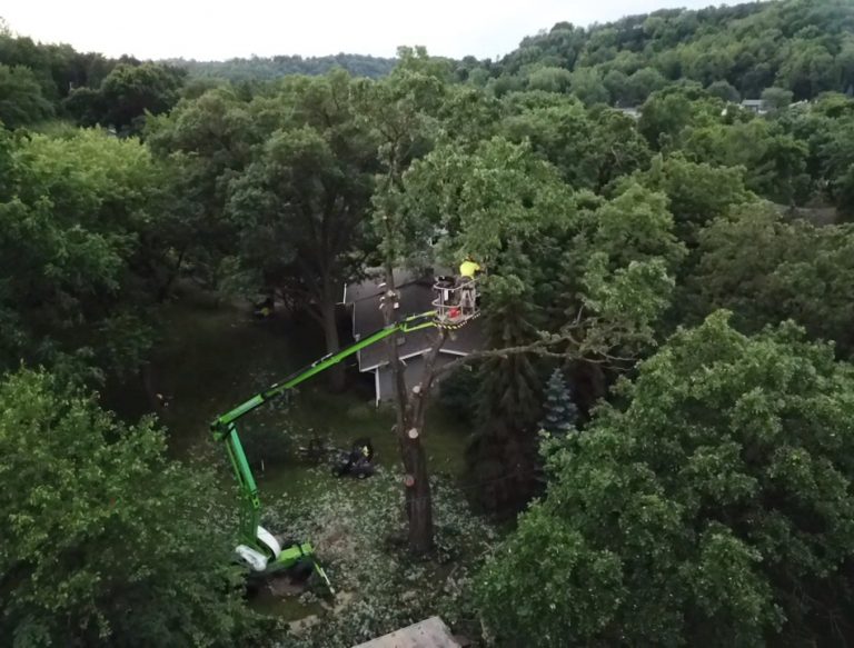 Tree Removal | Stump Removal | Custom Cut | Twin Cities Metro